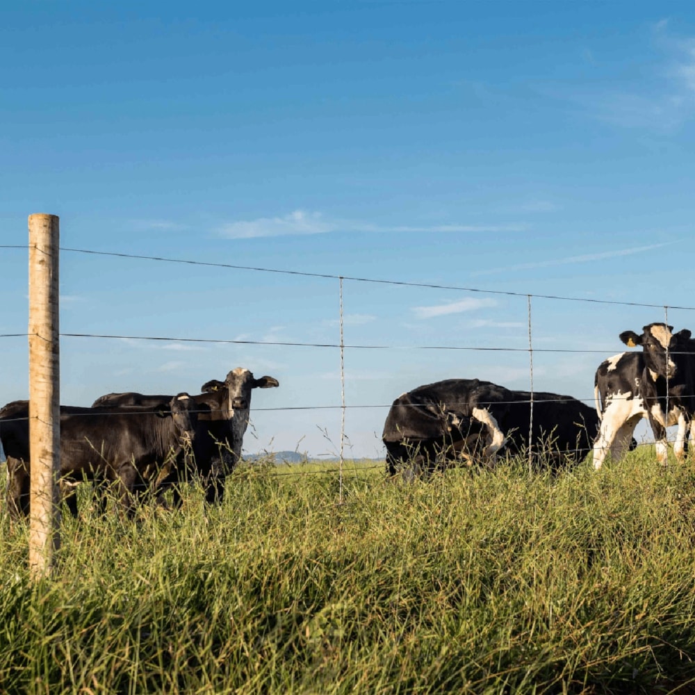 Arame Liso Z-700 Ovalado 1000 Metros - Belgo - Loja Agrometal